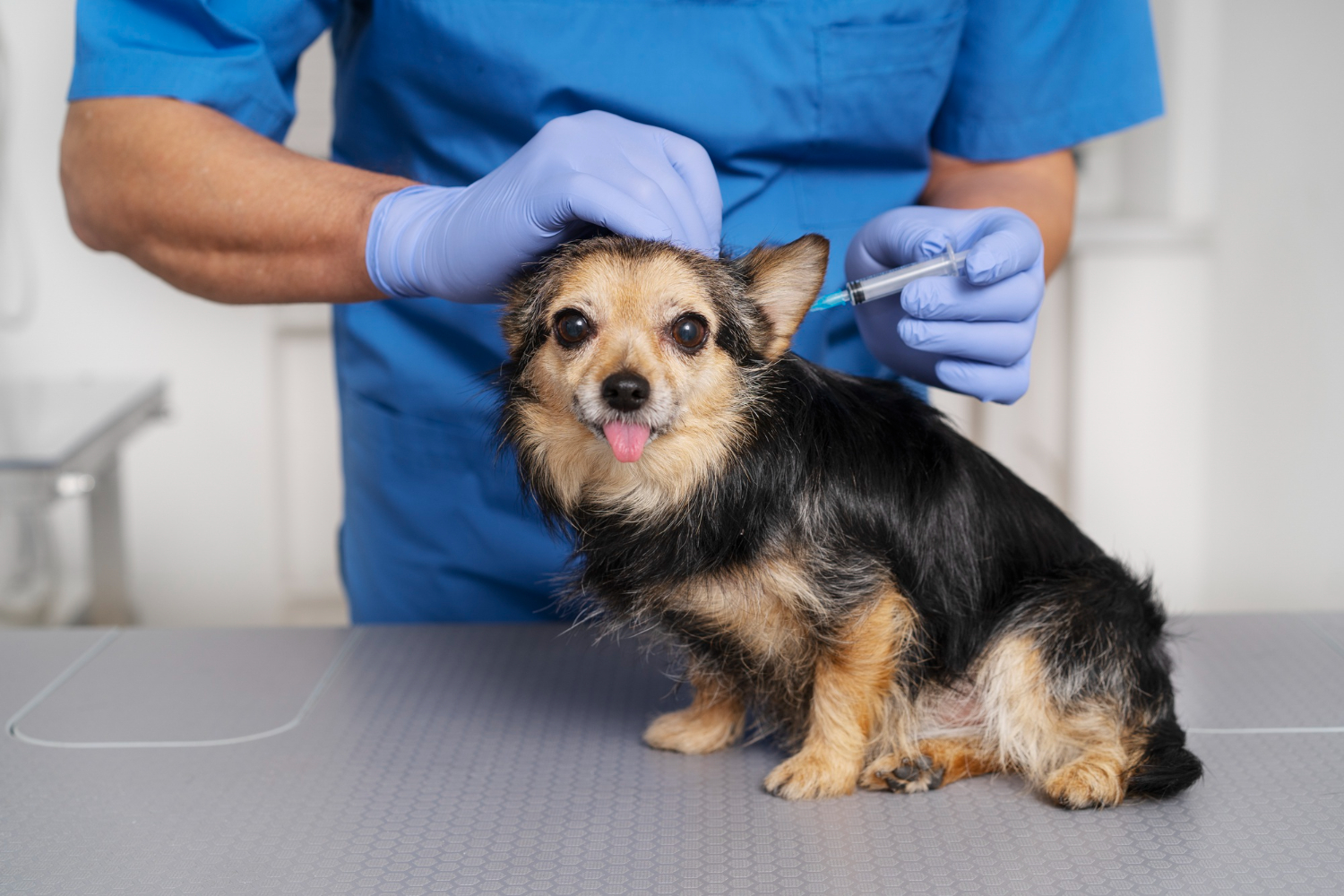 Lyme Disease in Dogs: How Vaccines Help Protect Your Pup Early - Megri ...