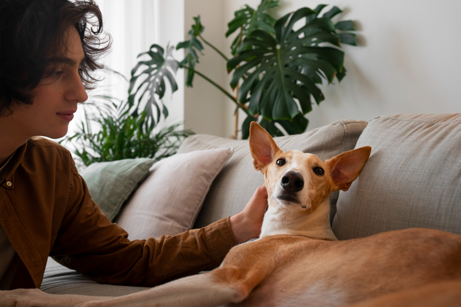 How to Keep Your Pet Calm on the Way to the Vet? - Megri Blog: Latest ...